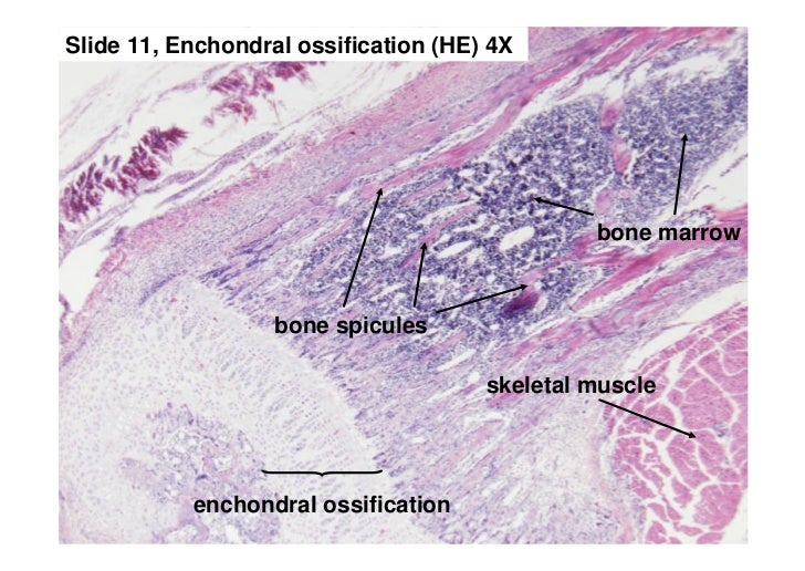 Connective and supporting tissue