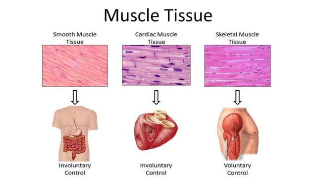 Connective, muscle and nervous tissues | PPTX