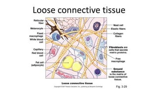 Connective, muscle and nervous tissues | PPTX