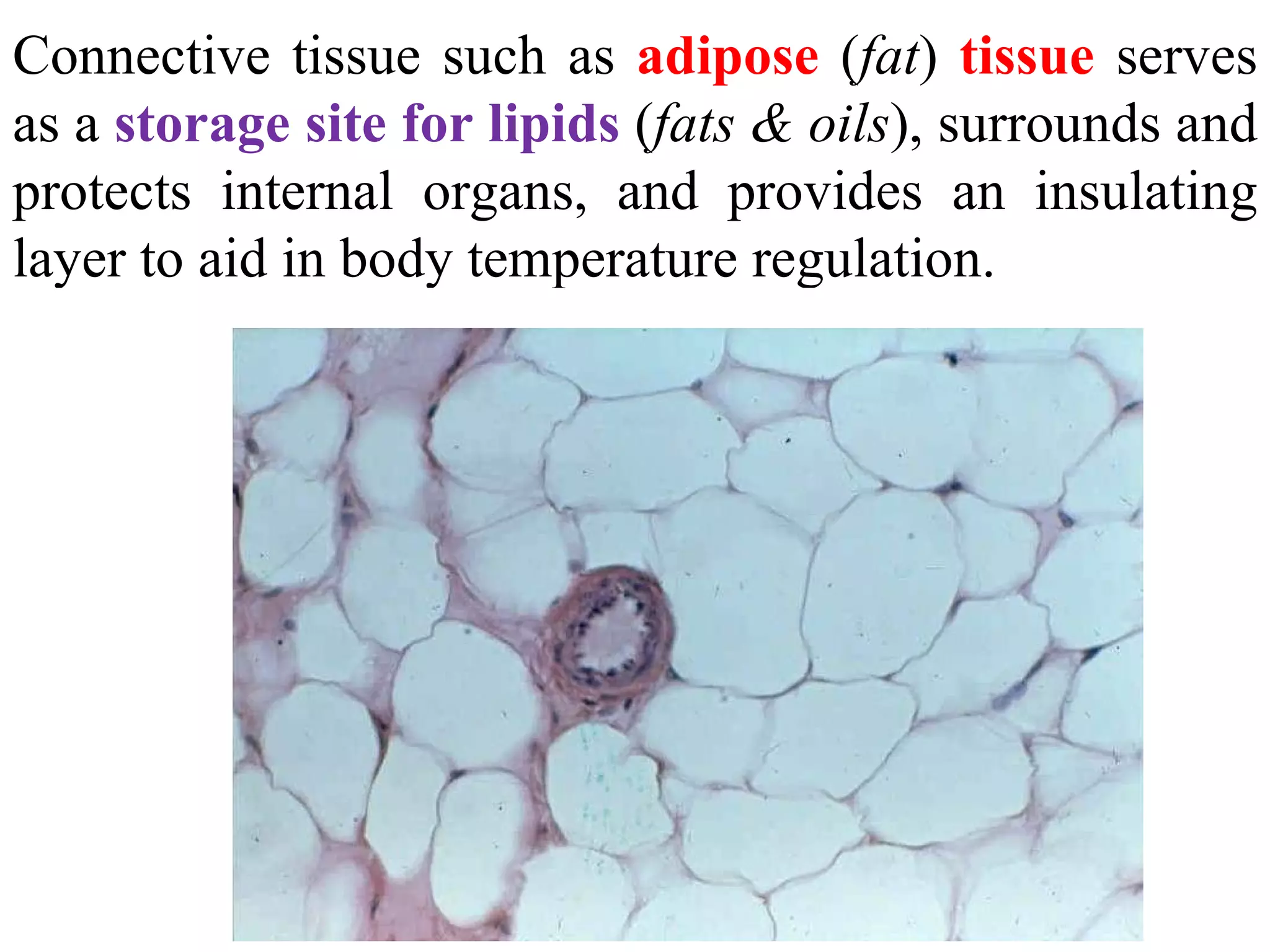 Connective tissue | PPT