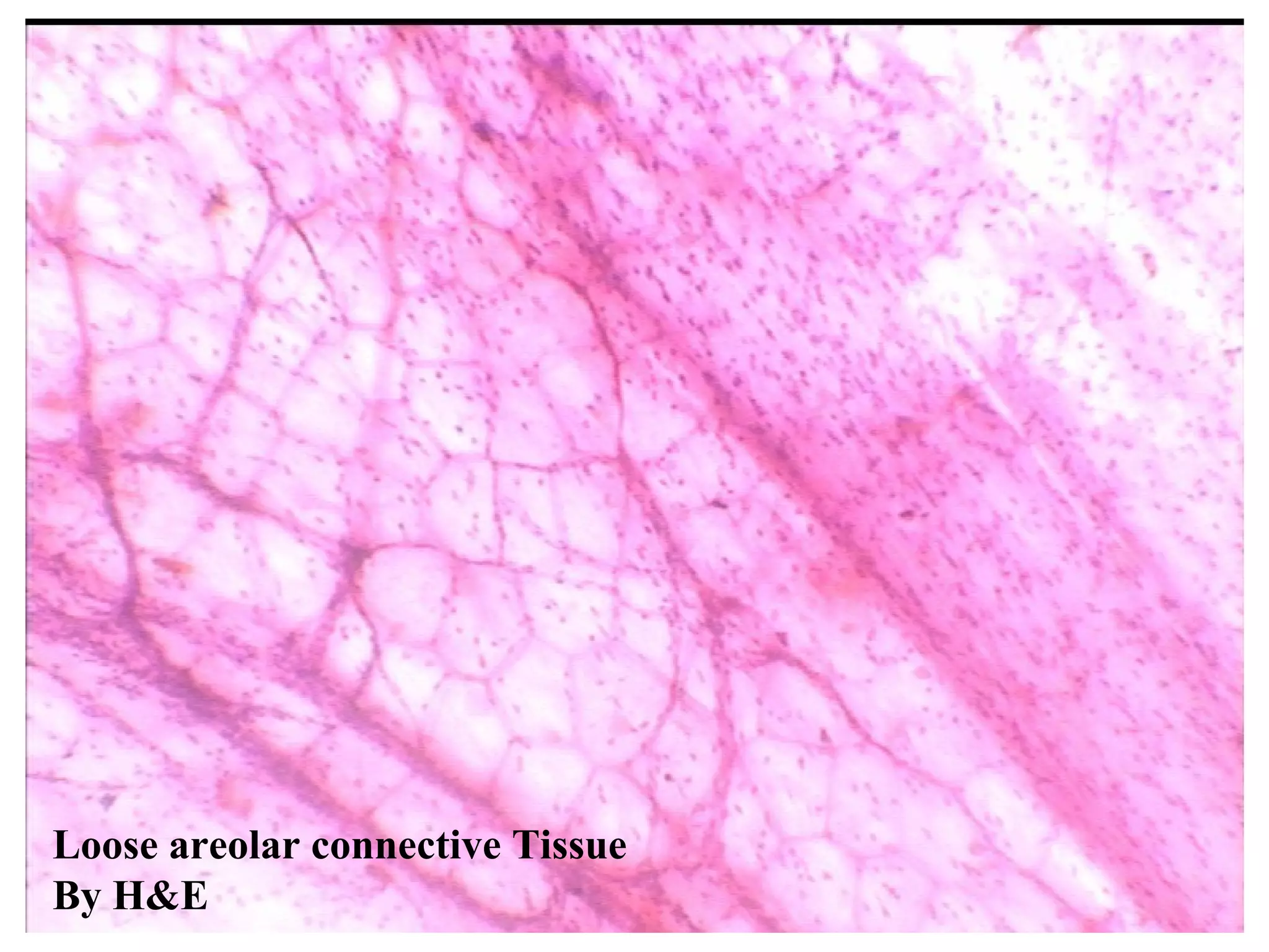 Connective tissue | PPT