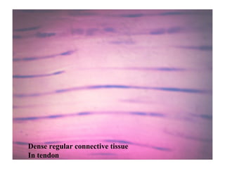 Connective tissue | PPT