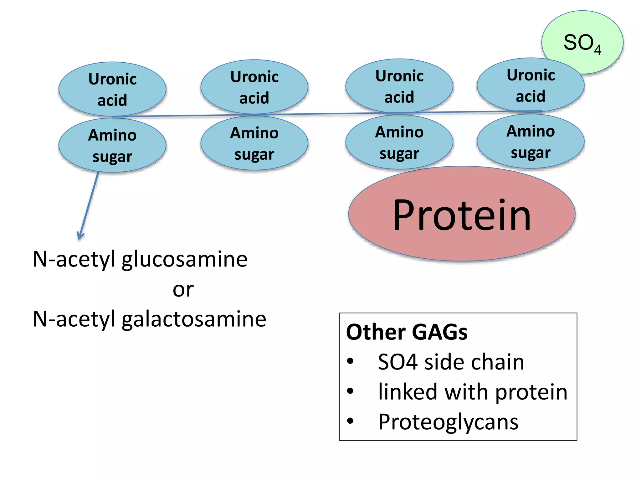 Connective tissue | PPTX