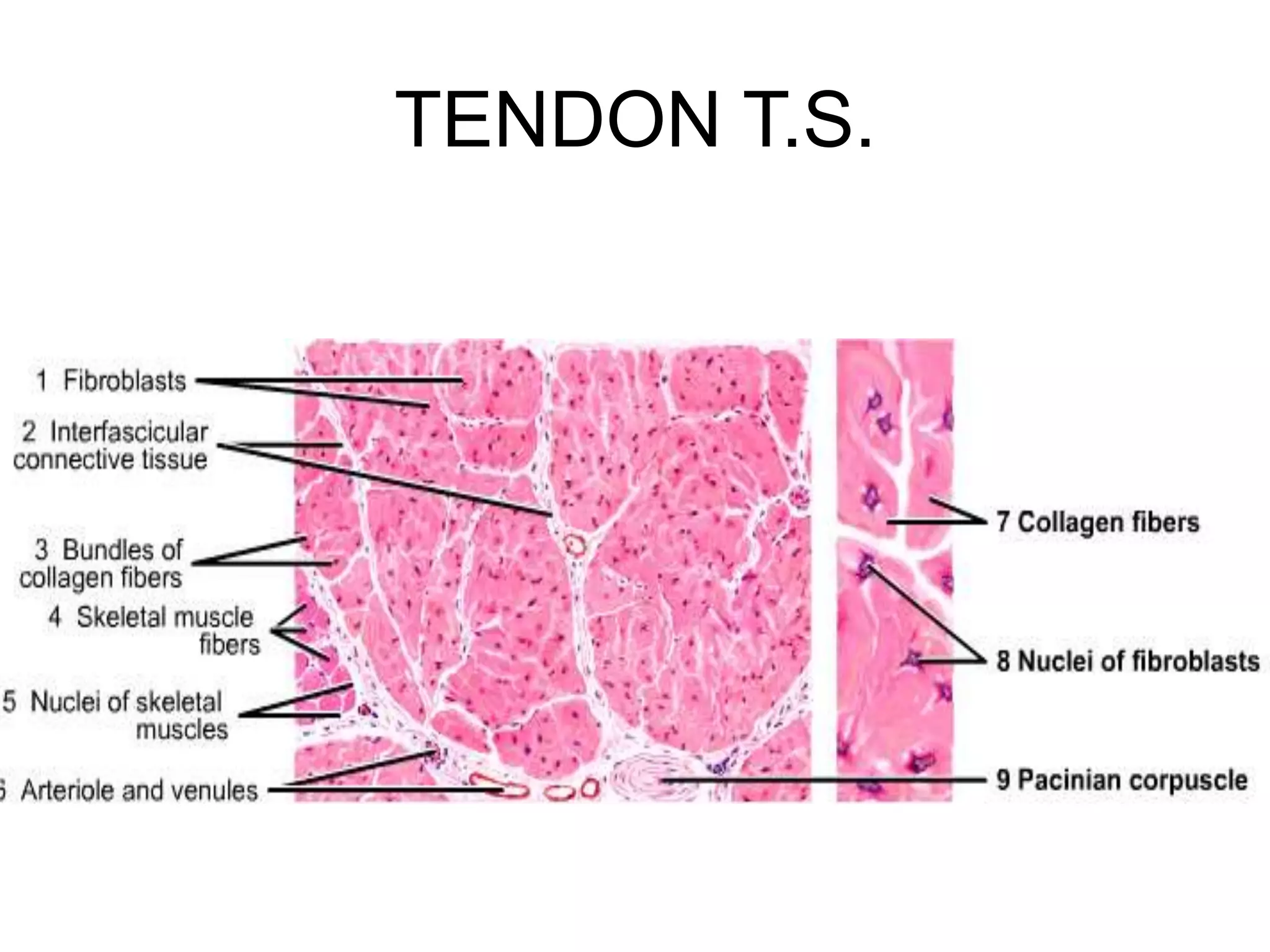 Connective tissue | PPTX