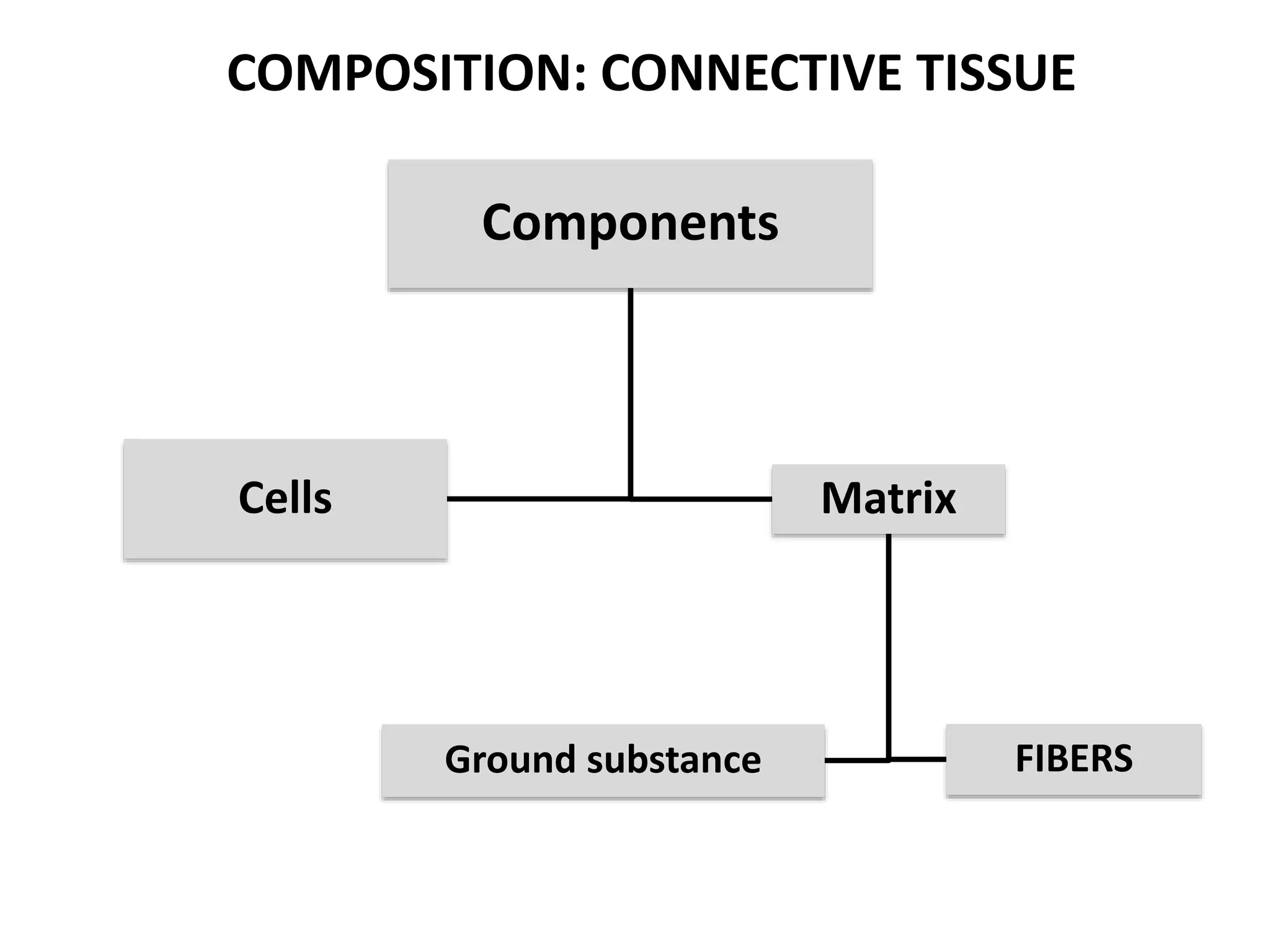 Connective tissue | PPTX