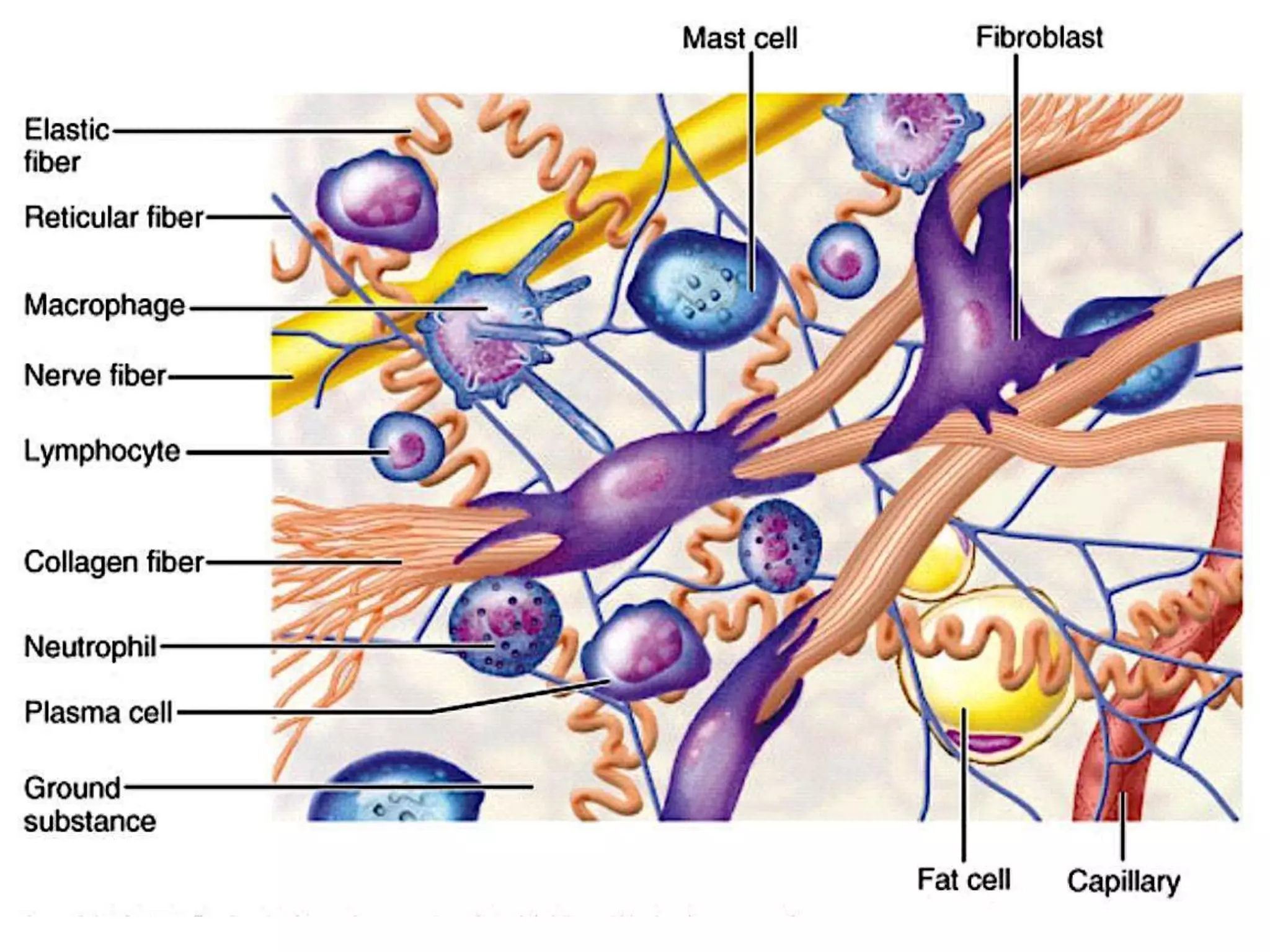 Connective tissue | PPTX