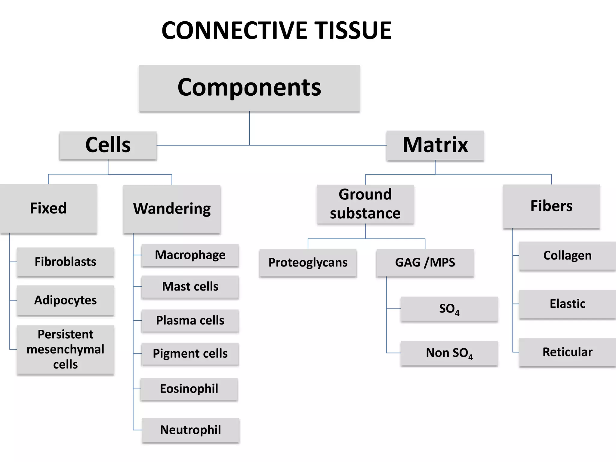 Connective tissue | PPTX
