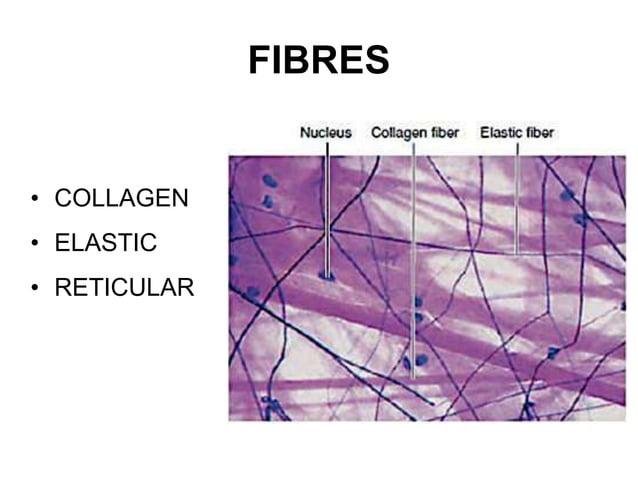 Connective tissue | PPTX | Biological Sciences | Science