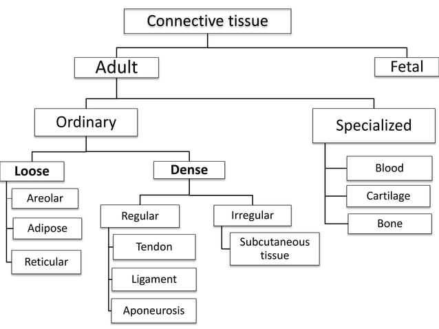 Connective tissue | PPTX | Biological Sciences | Science