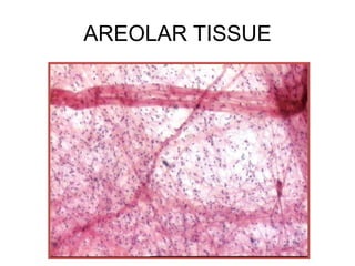 Connective tissue | PPTX