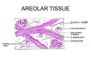 Connective tissue | PPTX