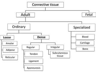 Connective Tissue Classification