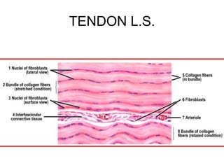 Tendon Tissue Diagram