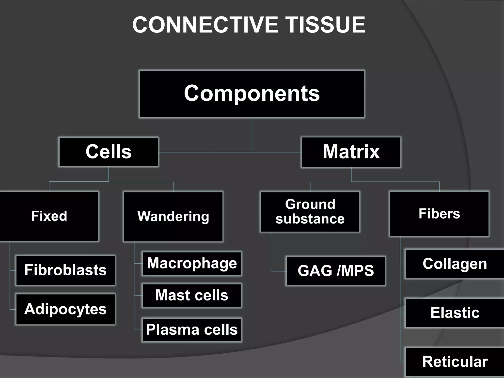 Connective tissue | PPTX