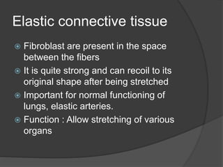 Connective tissue | PPTX