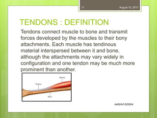 Connective tissue | PPTX | Death, Injury, or Military Conflict ...