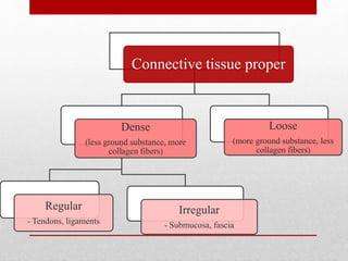 Connective Tissue Proper Flow Chart