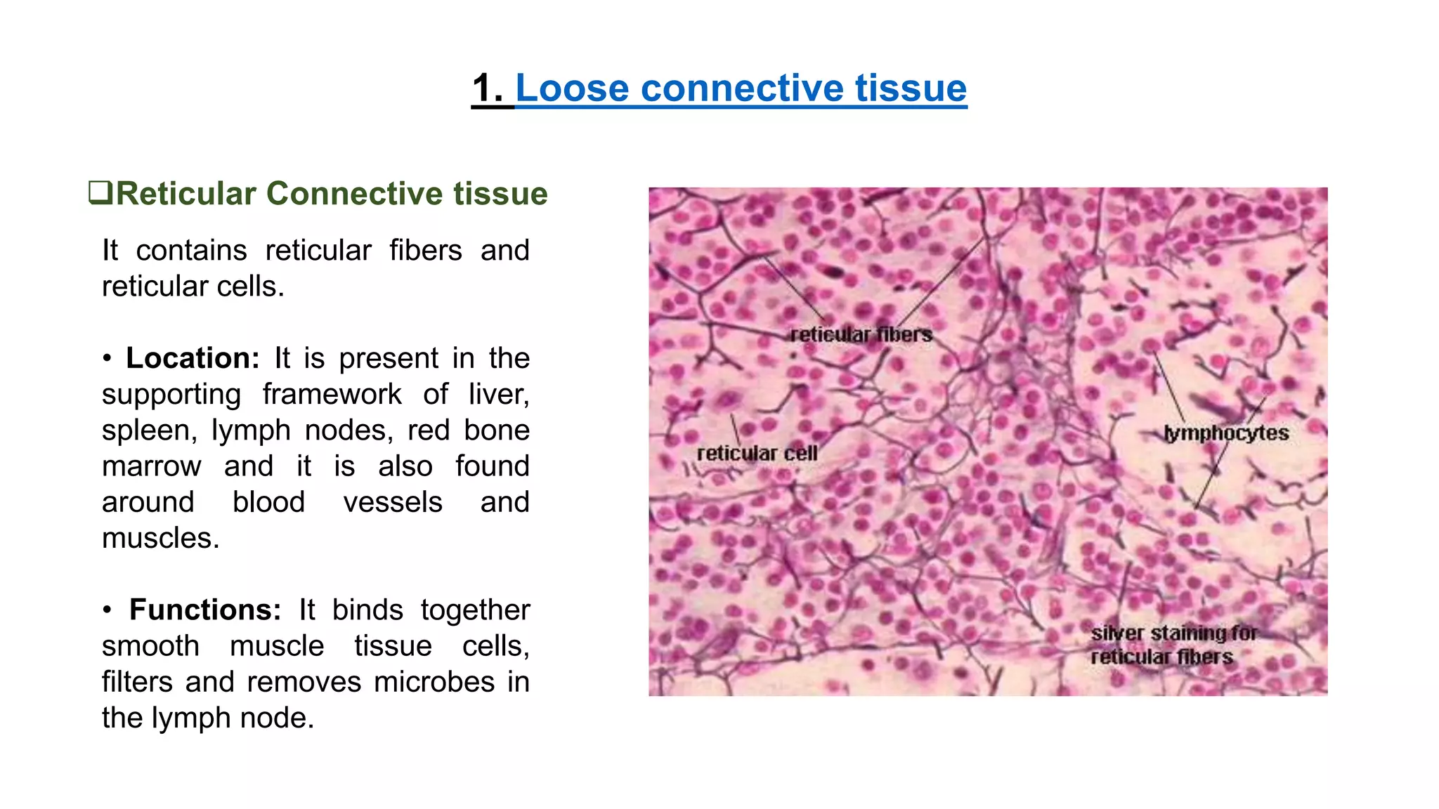 Connective tissue | PPT