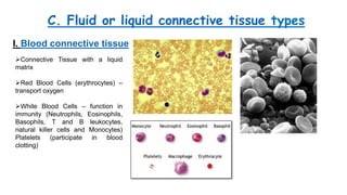 Connective tissue | PPT