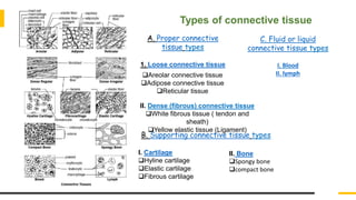 Connective tissue | PPT