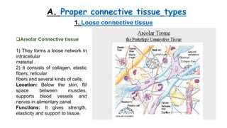 Connective tissue | PPT