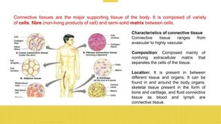 Connective Tissues Of The Body