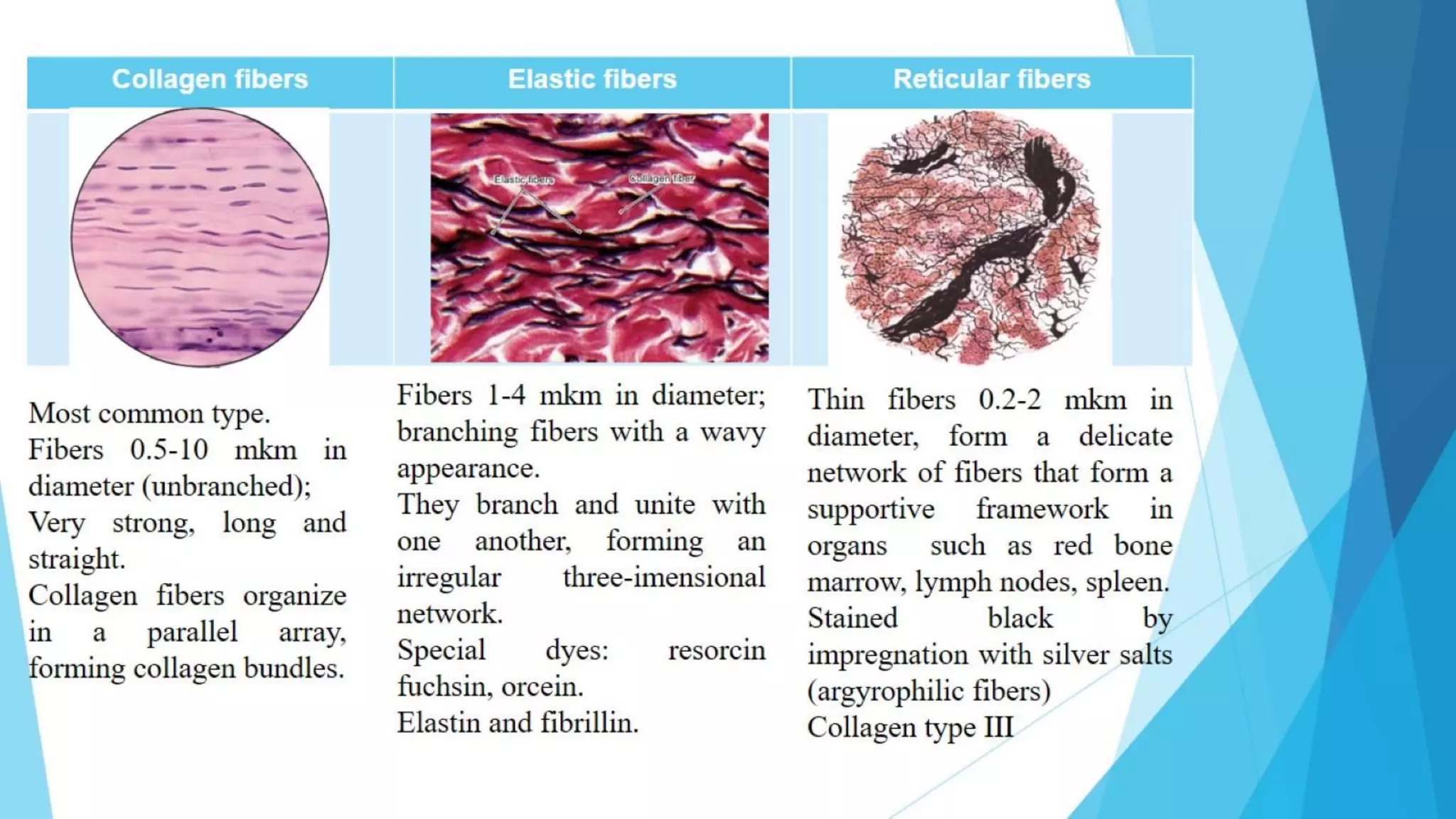 Connective tissue | PPT