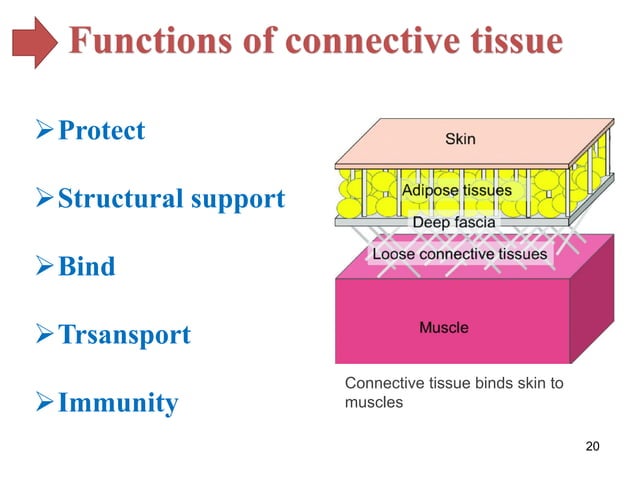 Connective tissue | PDF | Biological Sciences | Science