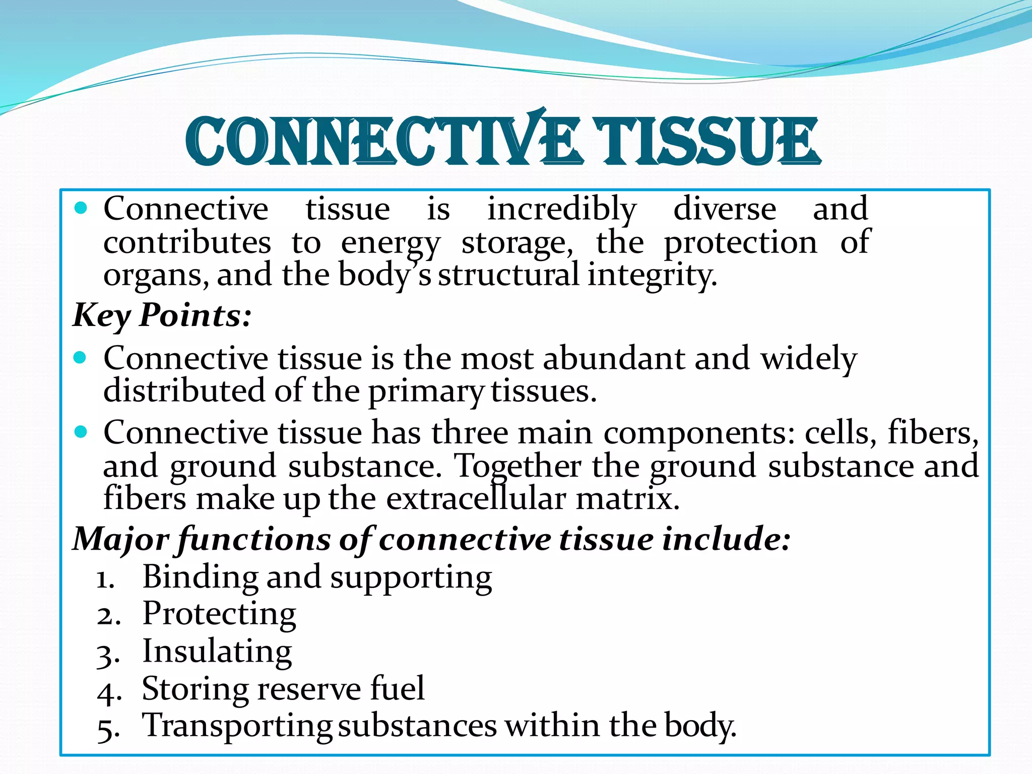Connective tissue | PDF