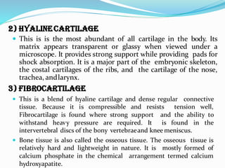 Connective tissue | PDF