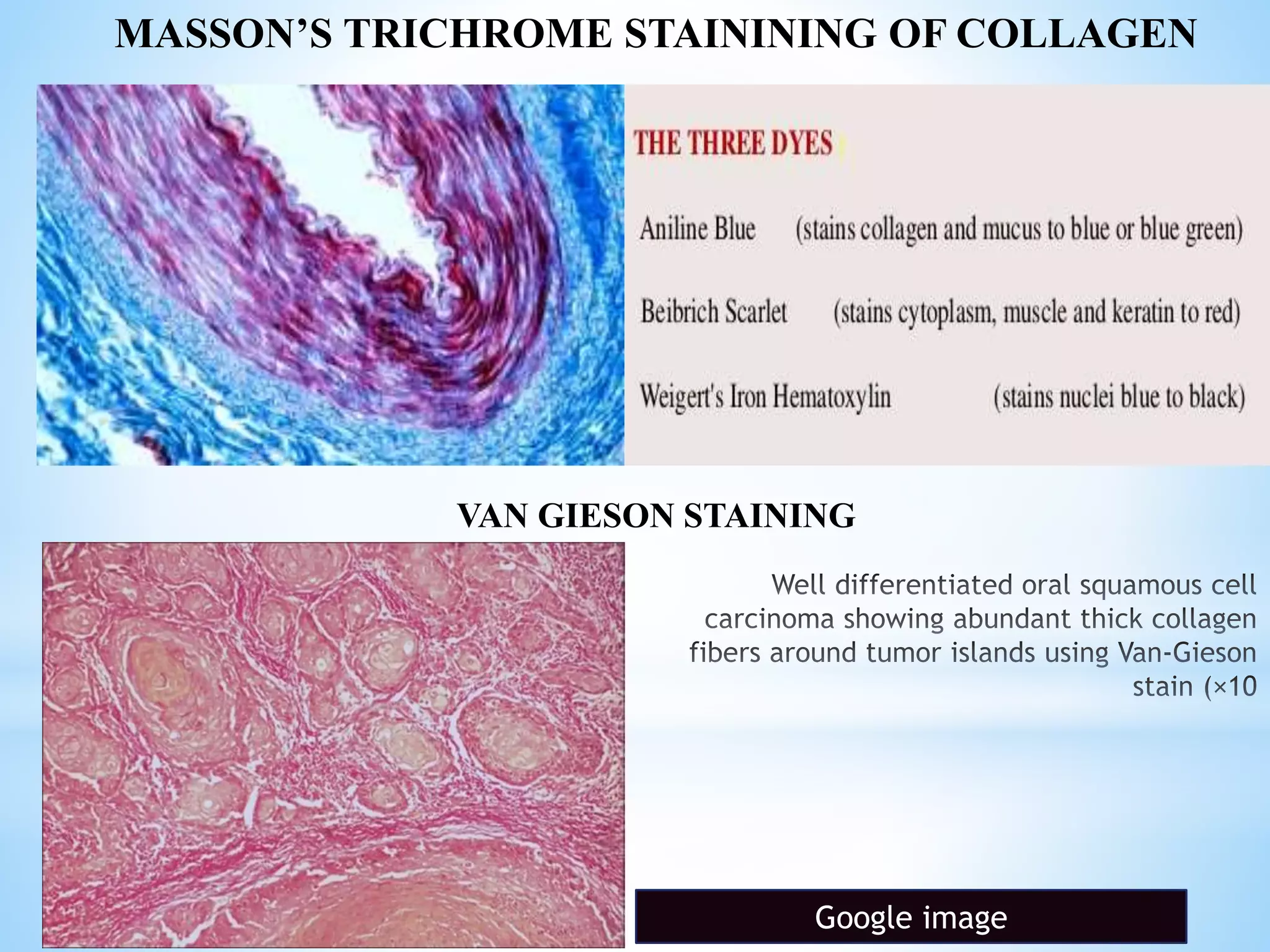 Connective tissue | PPTX