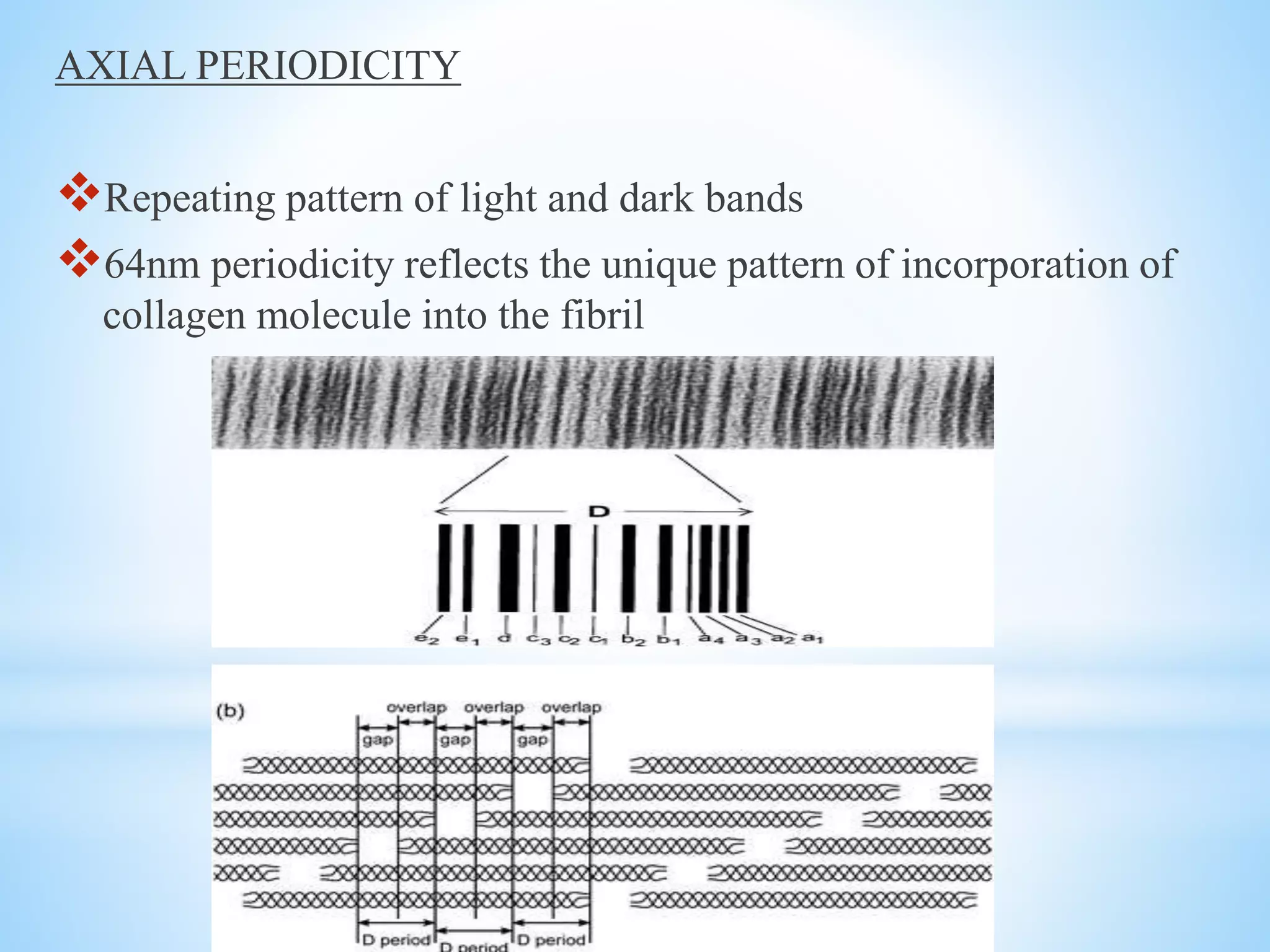 Connective tissue | PPTX