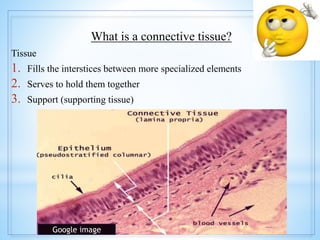 Connective tissue | PPTX