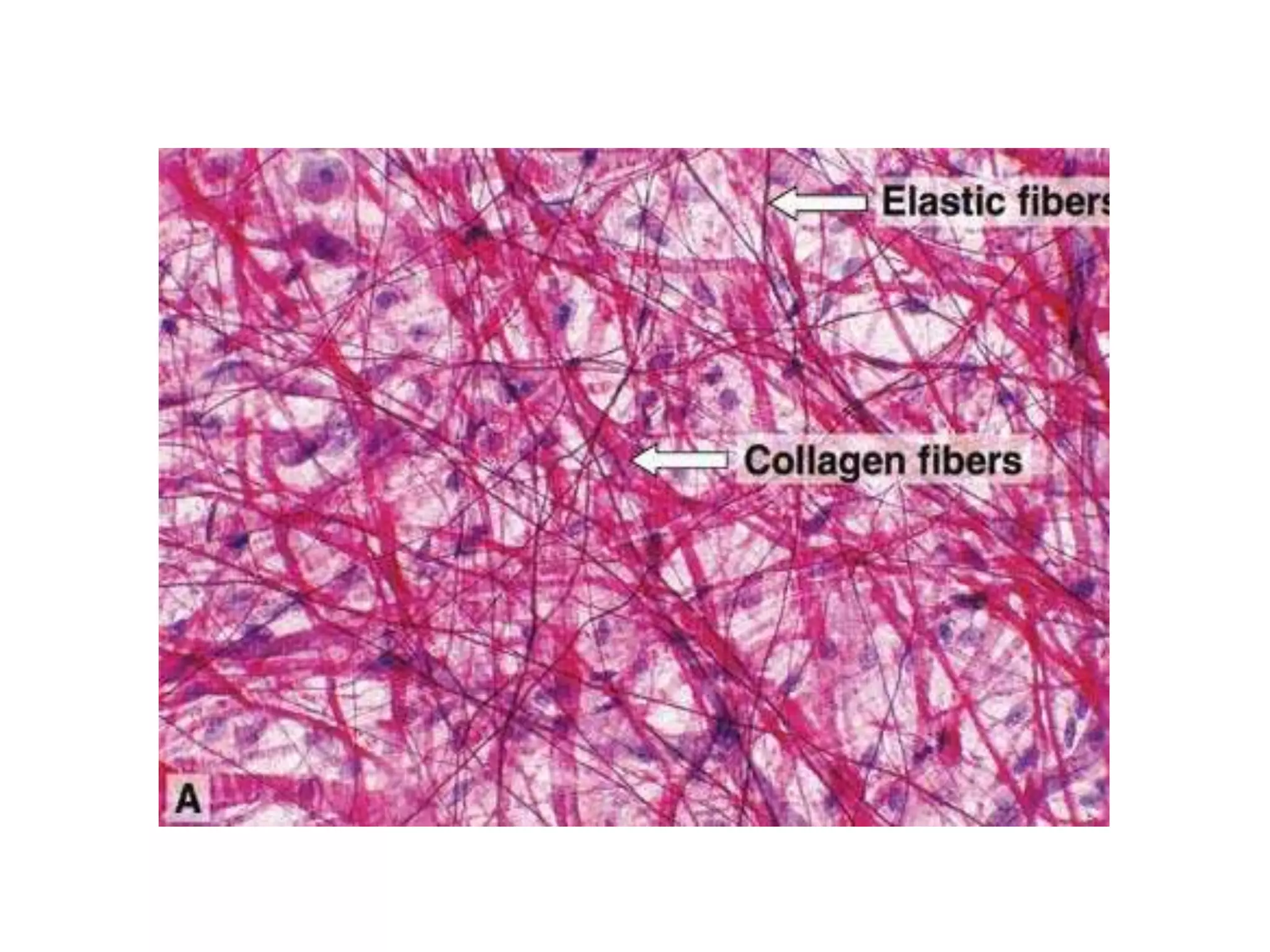 Connective tissue.DK.2016. | PPTX