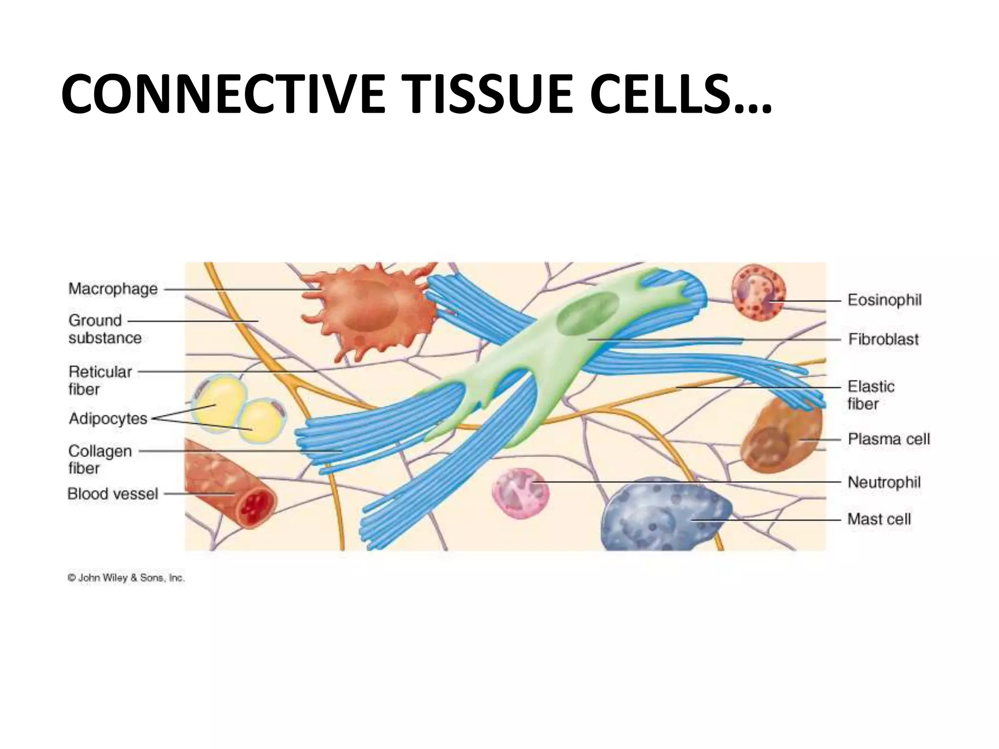 Connective tissue.DK.2016. | PPTX