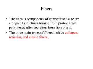 connective tissue.pptx