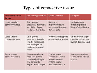 connective tissue.pptx