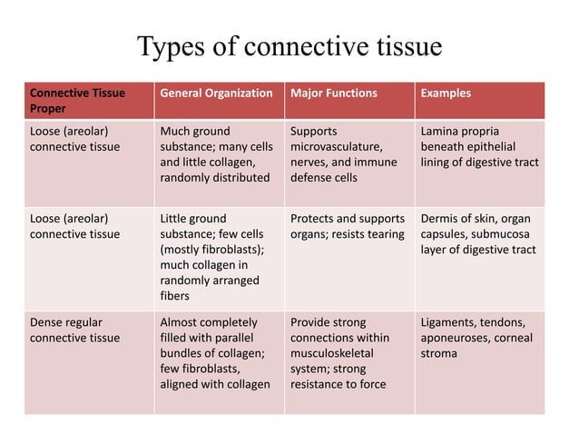connective tissue.pptx