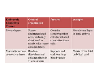 connective tissue.pptx