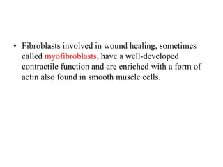 connective tissue.pptx