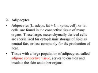 connective tissue.pptx