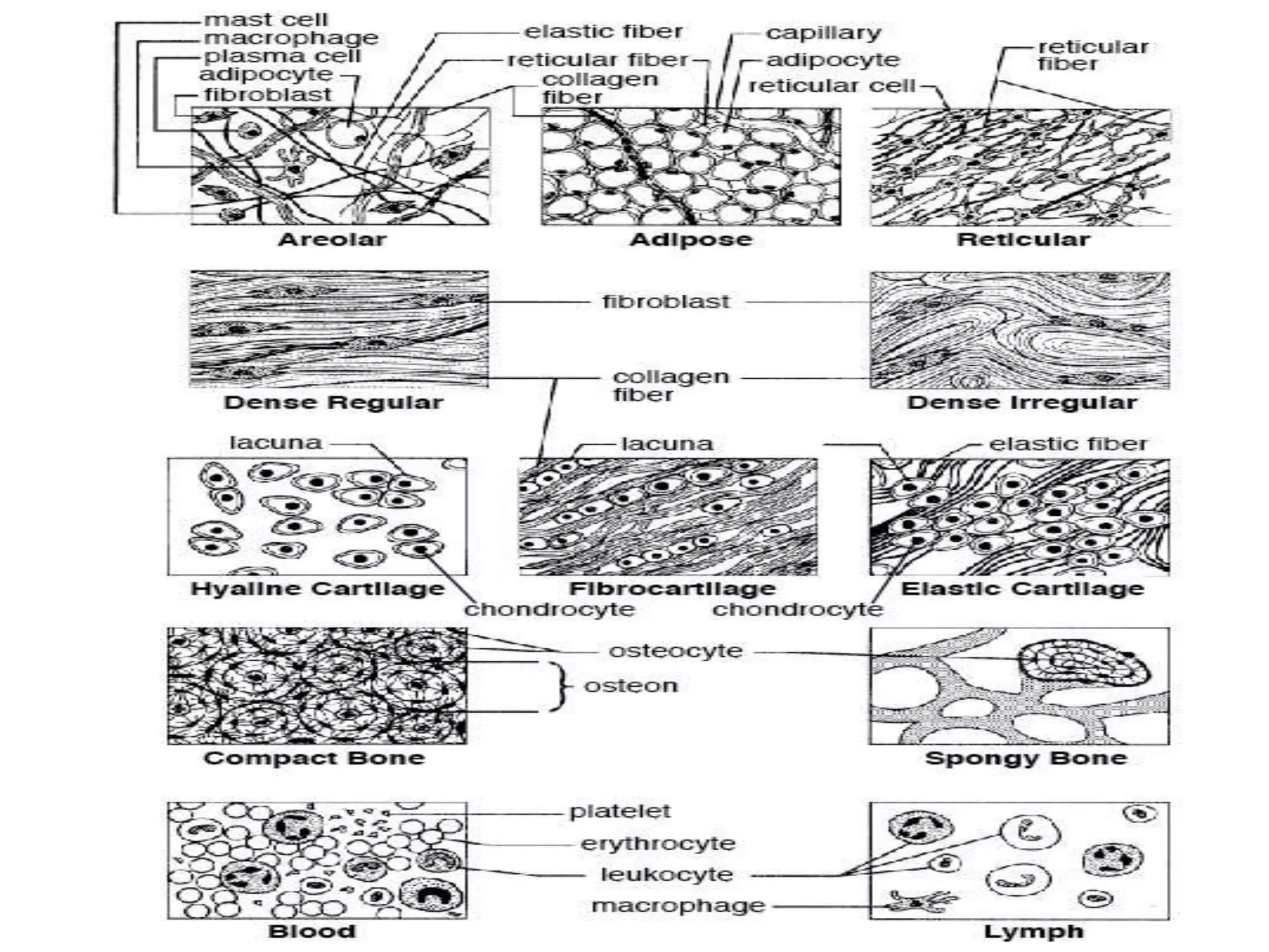 Connective Tissue.pptx