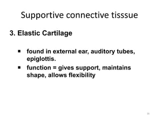 Connective Tissue.pptx
