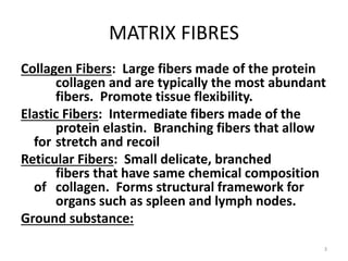 Connective Tissue.pptx