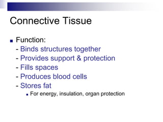 Connective_tissue.pptx