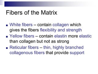 Connective_tissue.pptx