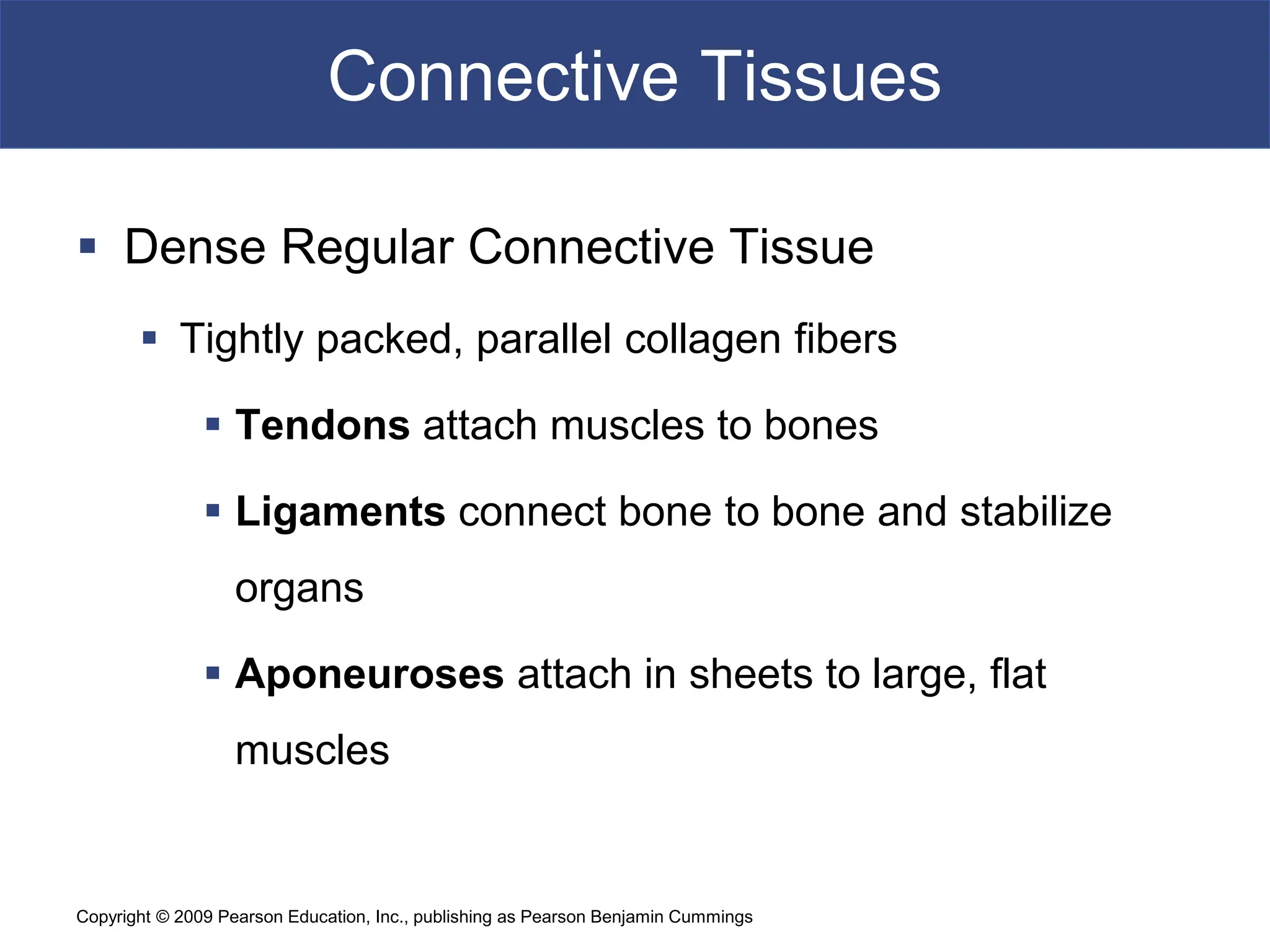 A detailed description about the Connective Tissues | PDF