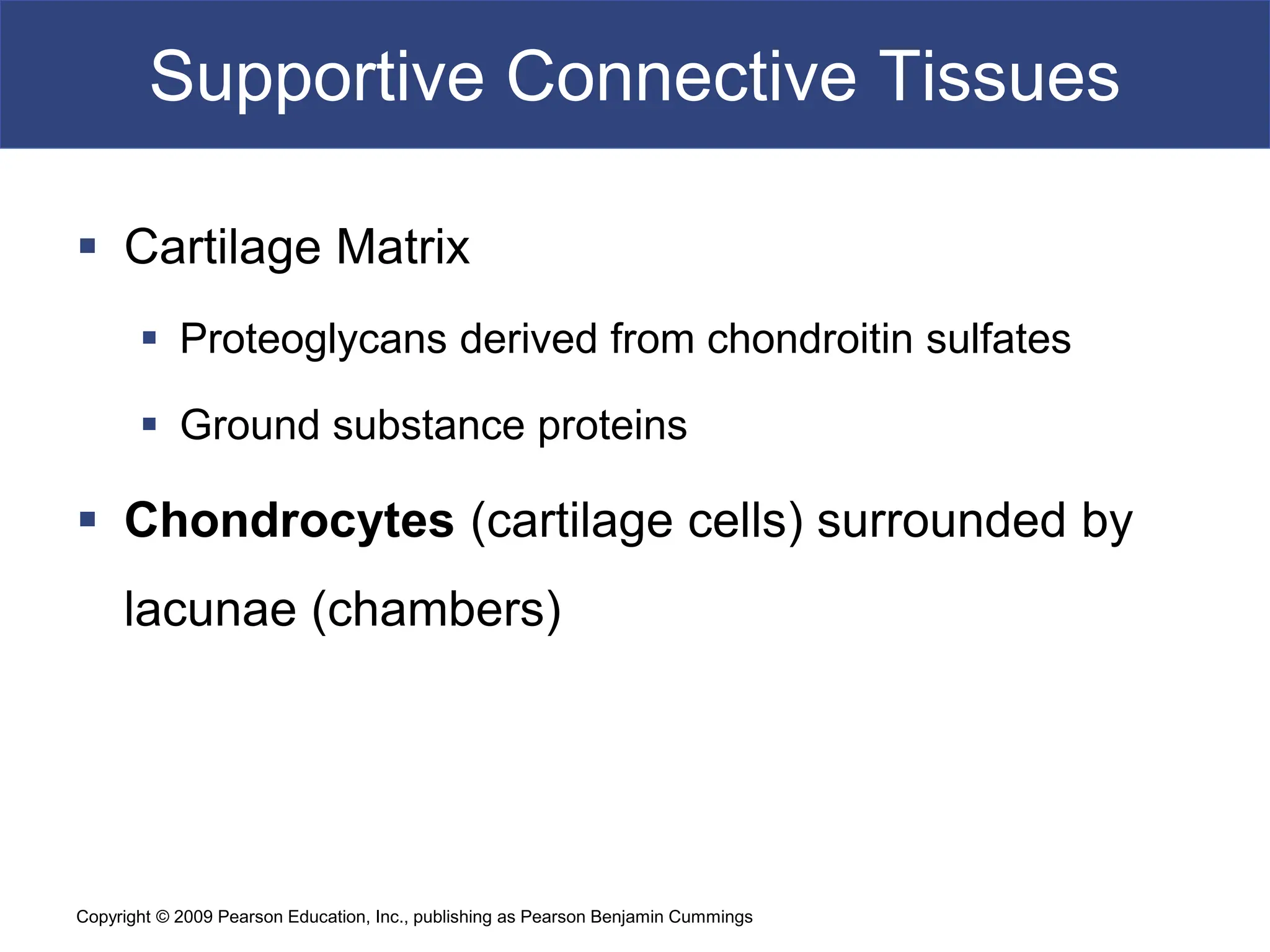 A detailed description about the Connective Tissues | PDF
