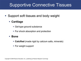 A detailed description about the Connective Tissues | PPT