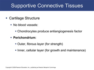 A detailed description about the Connective Tissues | PPT